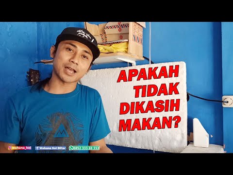 MENGAPA IKAN KOI HARUS PUASA SAAT DIKARANTINA