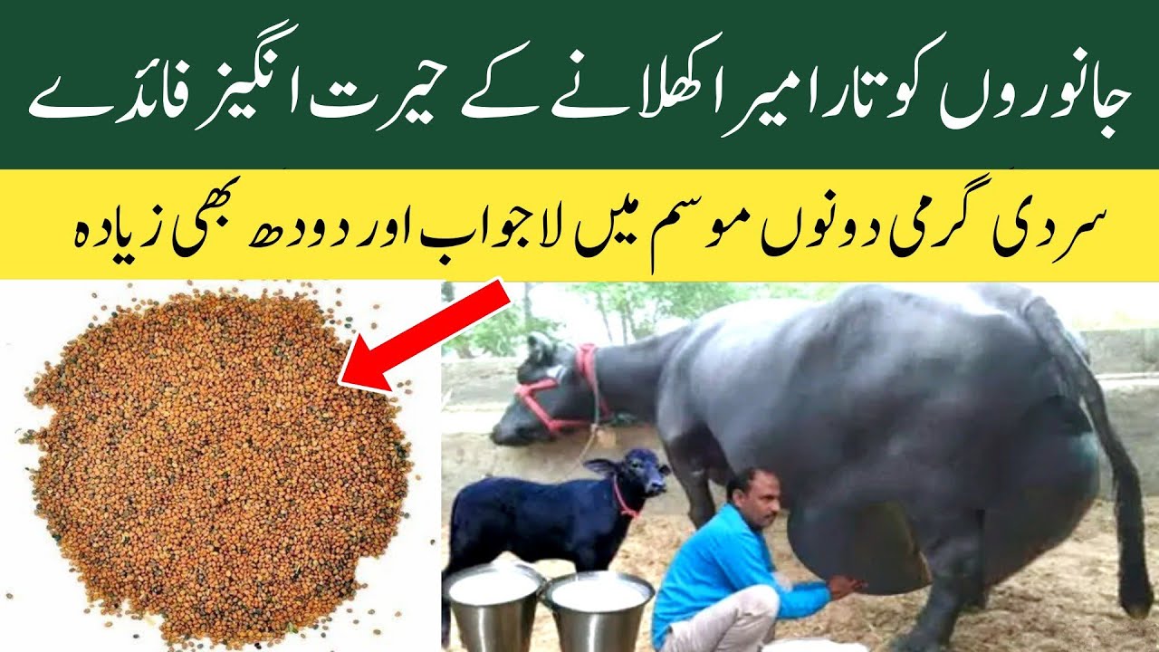 Tara Mira benefits for cows and buffaloes | Dairy Farming in Pakistan ...