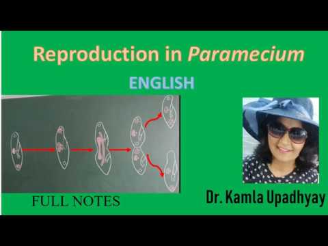 Reproduction in Paramecium caudatum l l Transverse binary fission l ...