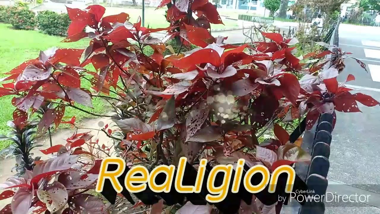 Realigion - YouTube