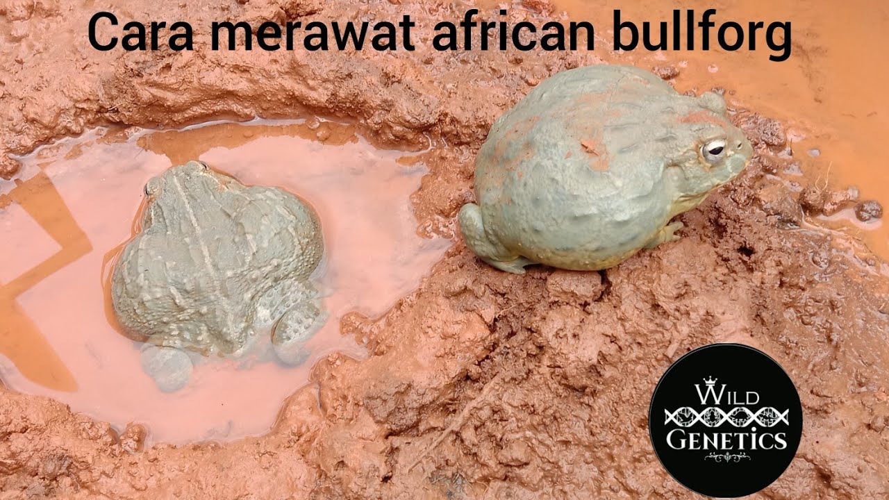 cara perawatan pixie frog / african bullfrog - YouTube