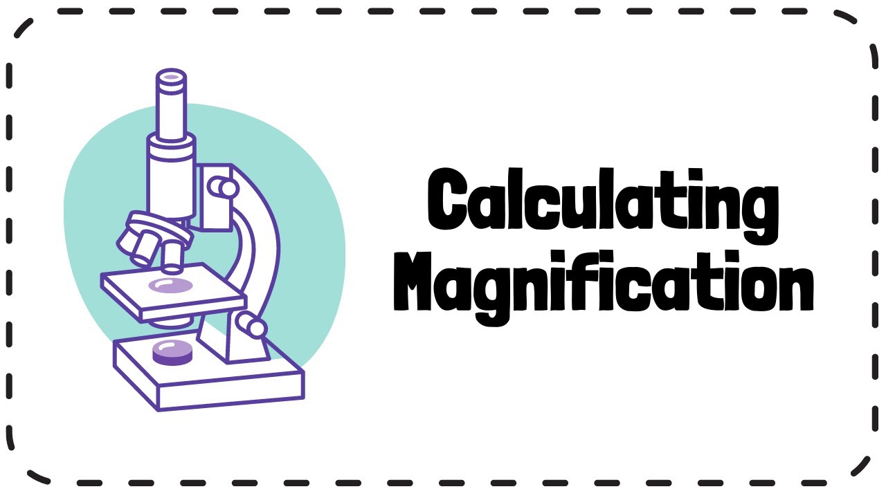Calculating Magnification GCSE Biology Revision YouTube Calculating Magnification GCSE Biology Revision YouTube