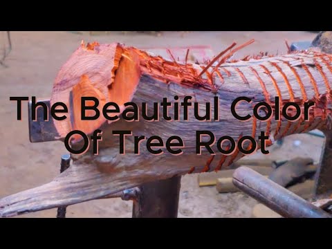 The Beautiful Tree Root Turned to an Ancients Box#Ancient Elements Wood ...