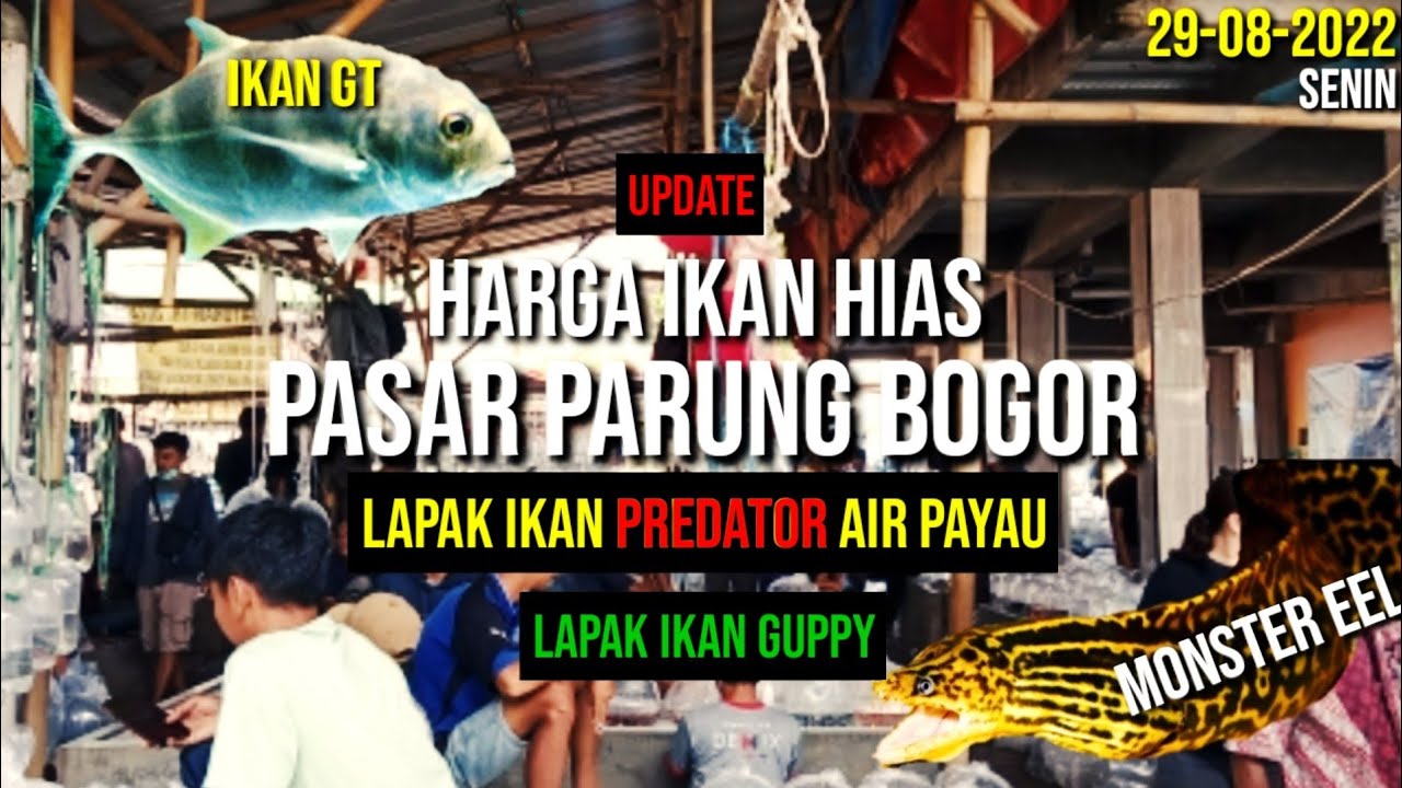 UPDATE || harga ikan hias predator air payau dan ikan guppy .di pasar ...
