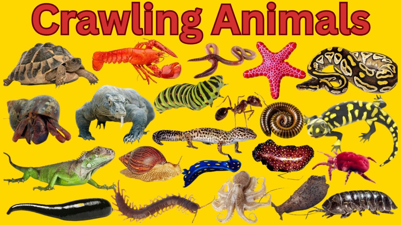 Learn Crawling Animals Name for Kids | Animals That Crawl! 🐛 Fun ...