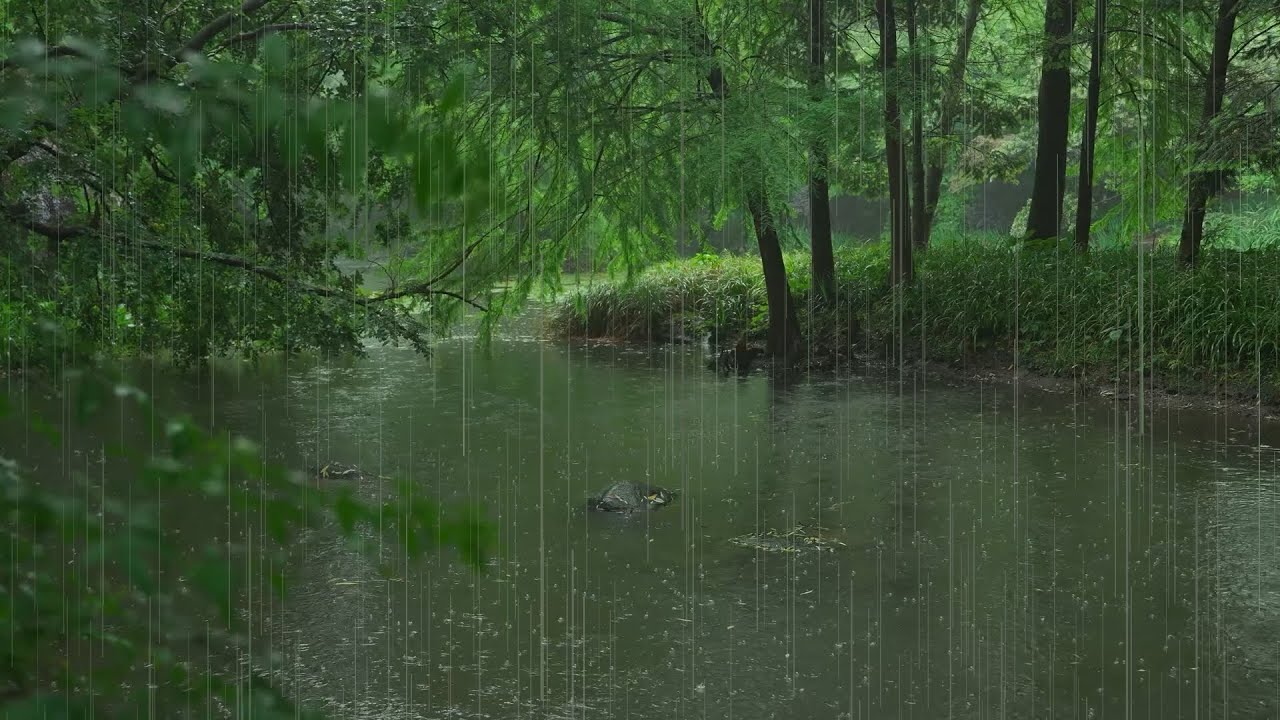 The beautiful little river is raining(151) , sleep, relax, meditate, study, work, ASMR - YouTube