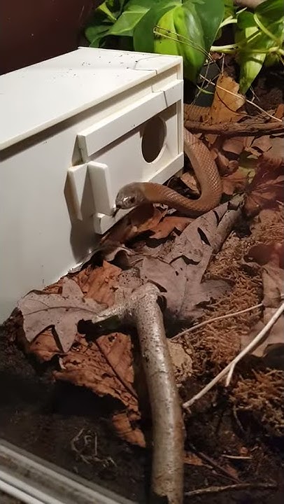 False king brown snake (Pseudechis rossignoli) exploding - YouTube