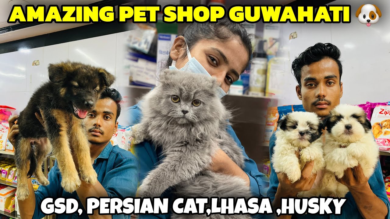 Amazing Pet Shop in Guwahati | GSD,Persian Cat , Lhasa, Husky - YouTube