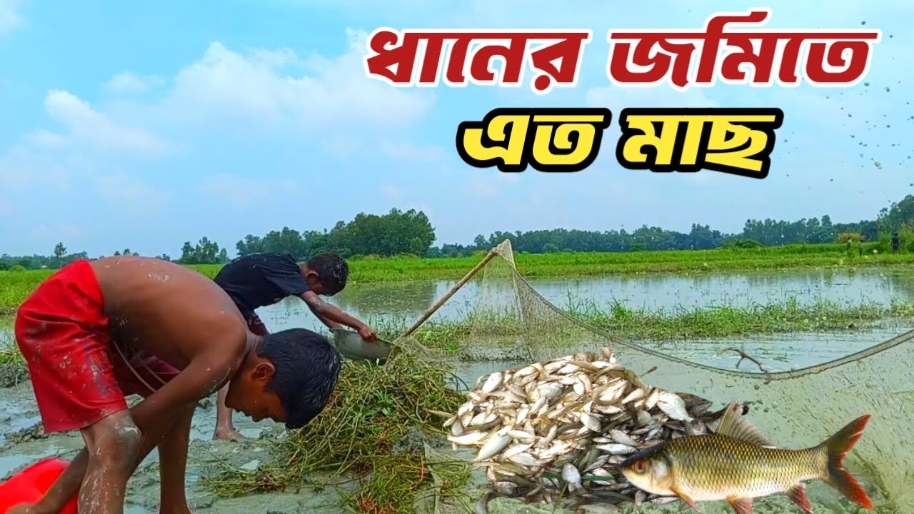 WOW ! Fishing Rui With Amazing Nets | Fish in rice fields near dry ...