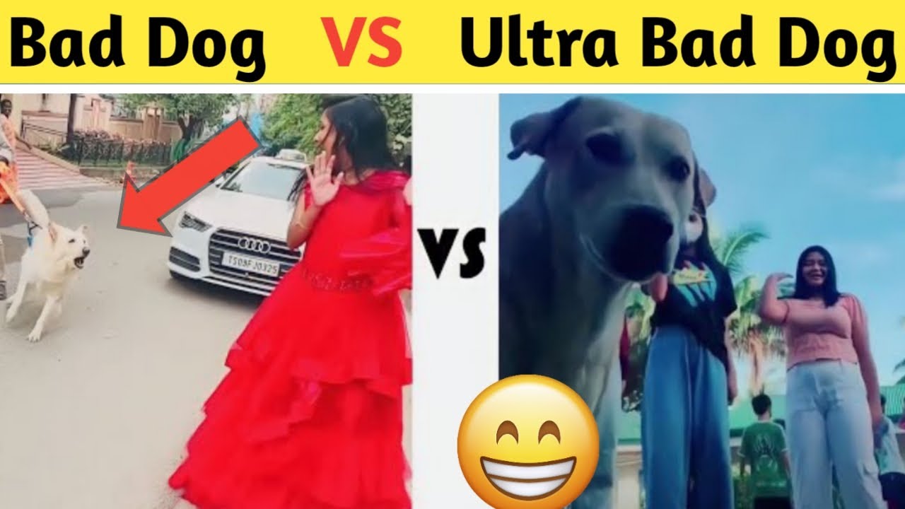 Bad Dog Vs Ultra Bad Dog 🥵🔥🔥 || Funny Moment's Video Part 10 - YouTube