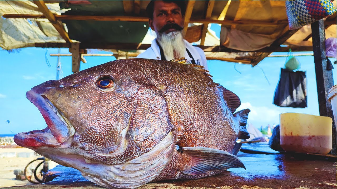 Massive Blubberlip Snapper Cutting Skills | Big Fish Cutting Videos ...
