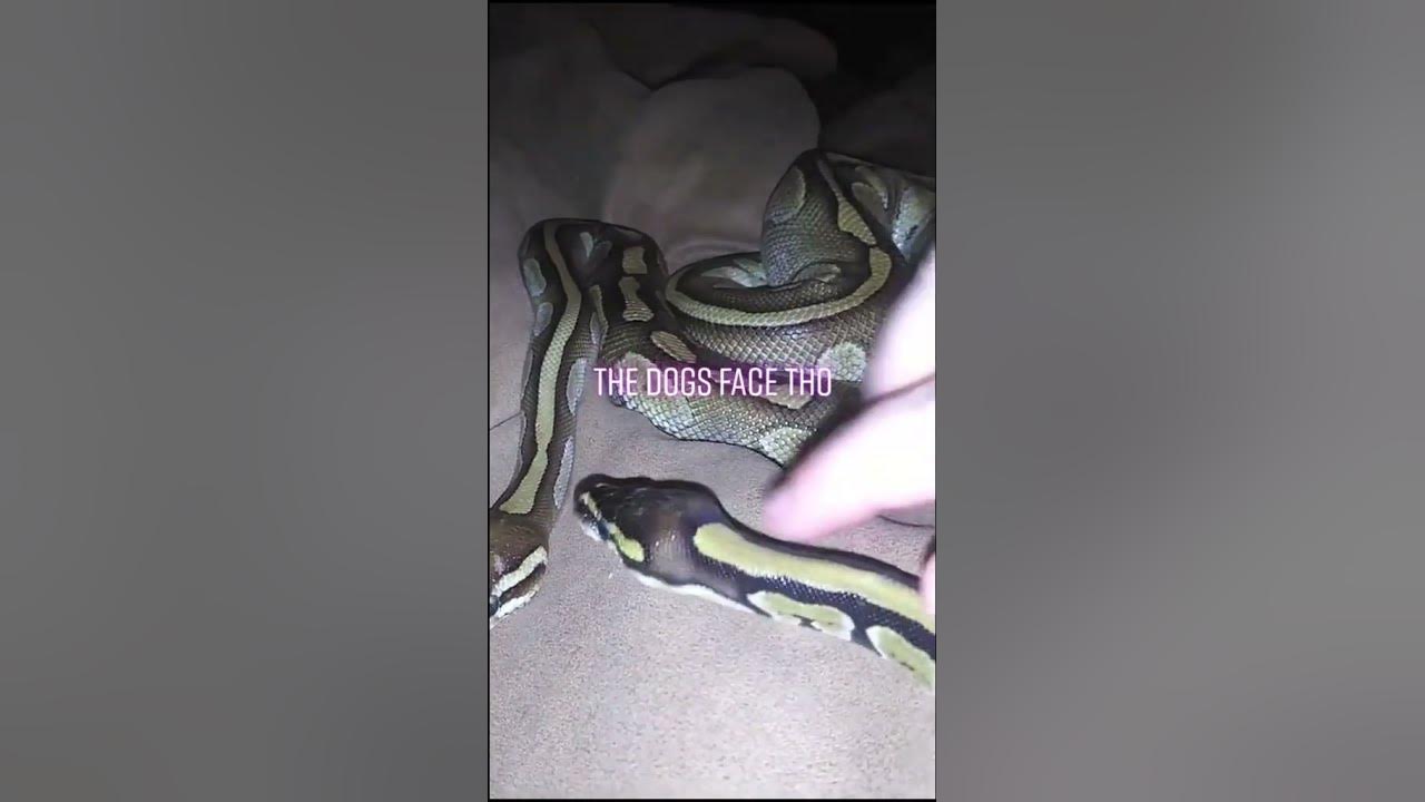 Cocoa was not a fan of the ball pythons - YouTube