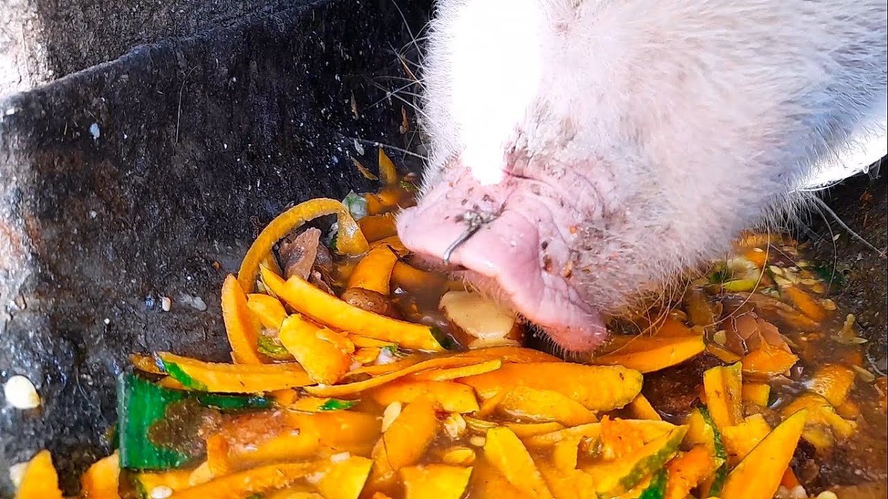 Pig and Pumpkin Piggy Kitchen: Today’s Slop Recipe! pig is eating slop ...