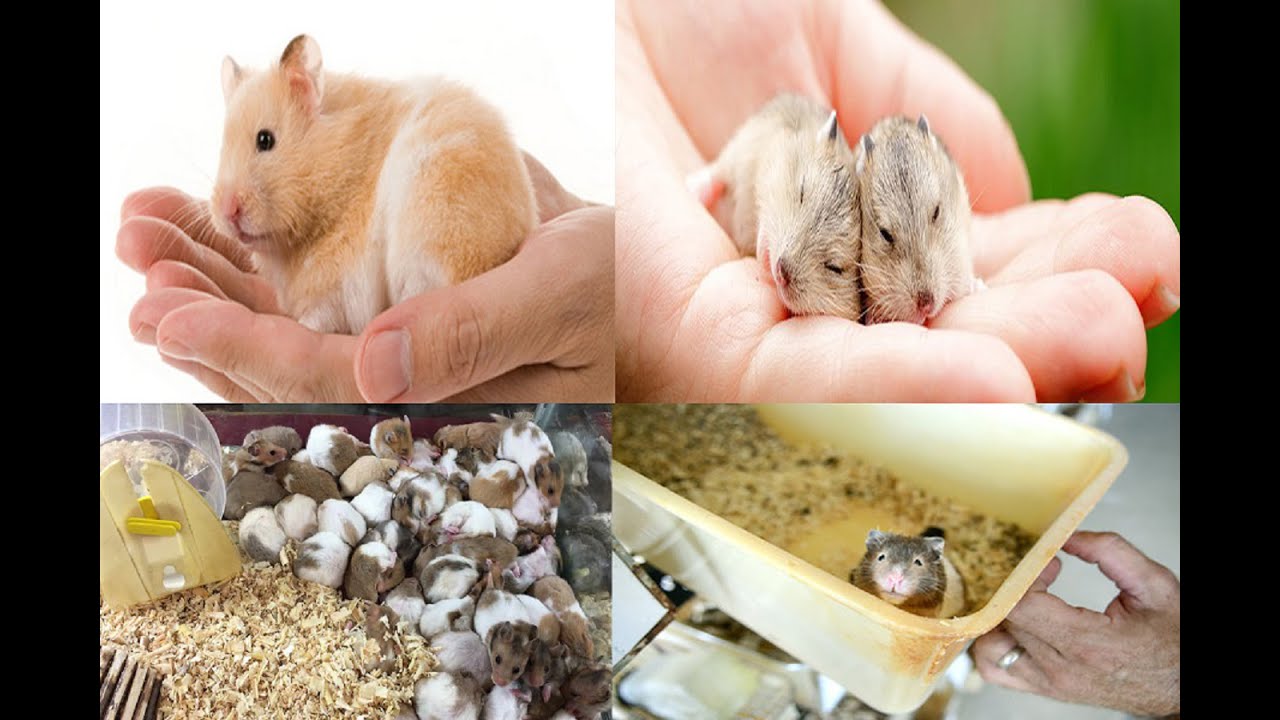 Hamster Farm in Masbate, Philippines - YouTube