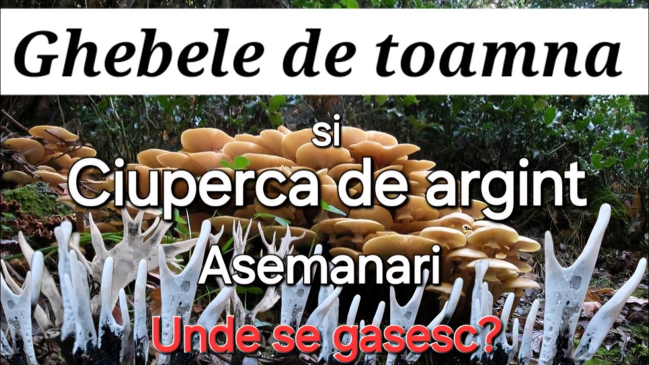 Ghebele de toamna / Ciuperca de argint/ Delicatesa culinara - YouTube