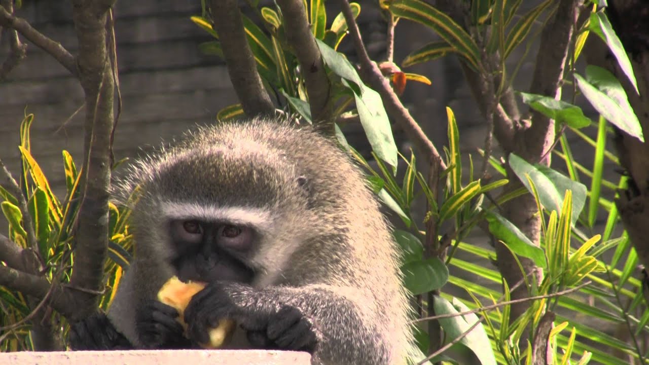 Monkeys of Durban SA - YouTube