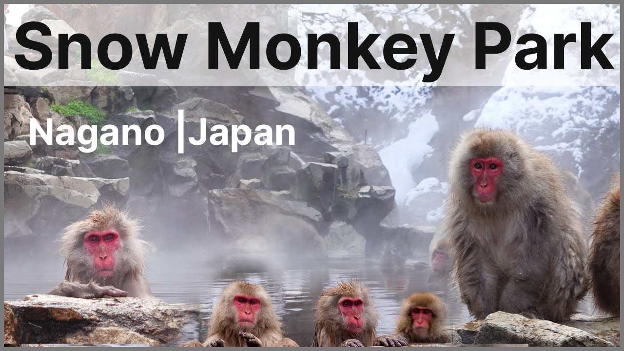 Japanese Snow Monkey Park | Winter trip to Jigokudani Monkey Park ...