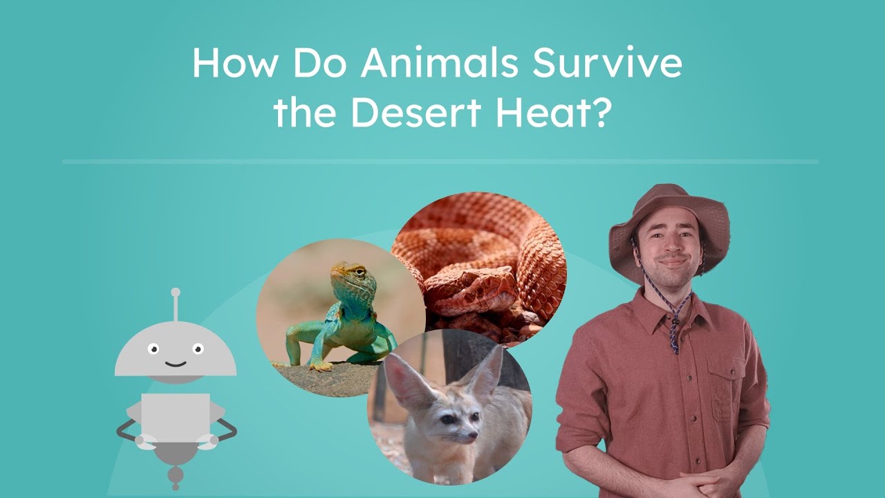 How Do Animals Survive the Desert Heat? - Animal Adaptations for Hot ...