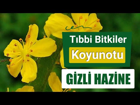 Koyunotu Mucizesi! Şifalı Bitkiler Arasındaki Gizli Hazine!