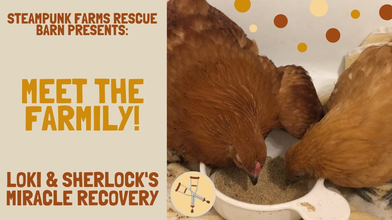 Paralyzed Chickens Make Miraculous Recoveries - Loki and Sherlock ...