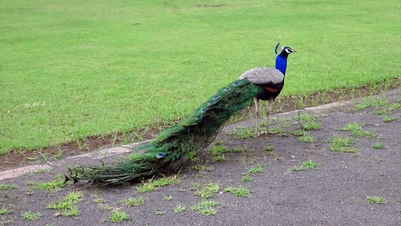 Adaptation In Peafowls | Peafowls Adaptation Facts| Indian Peafowls ...