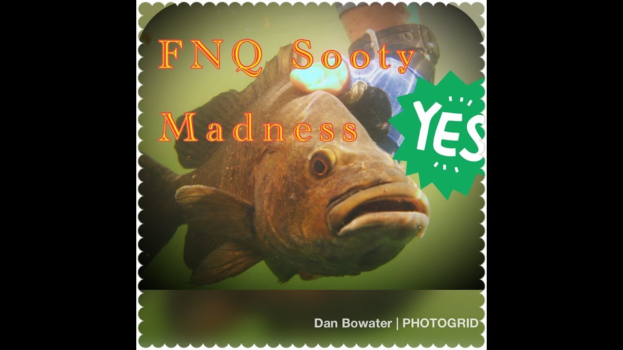 FNQ Sooty Grunter Fishing - YouTube