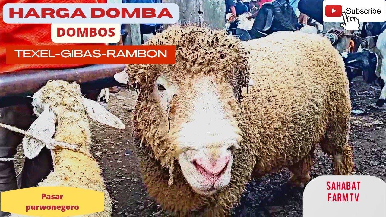 WOW‼️HARGA DOMBA DOMBOS HARGA DOMBA TEXEL HARGA DOMBA RAMBON DAN DOMBA ...