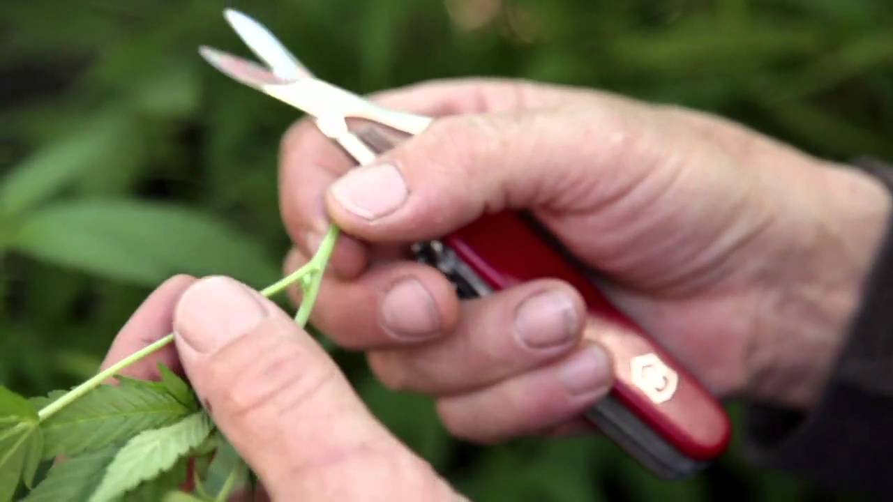 Jorge Cervantes: Taking Clones Part 1 - YouTube