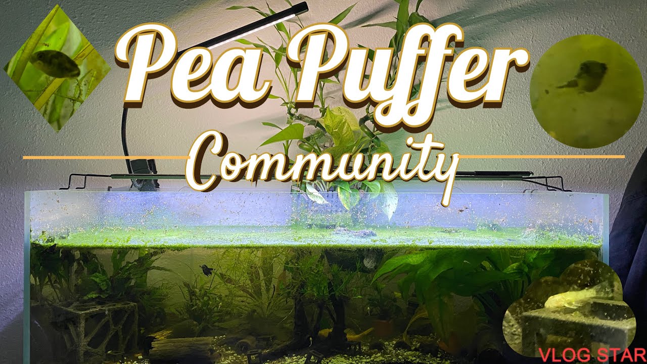 Pea Puffer Aquarium!! Breeding Plecos!! Community Tank!! #pnw # ...