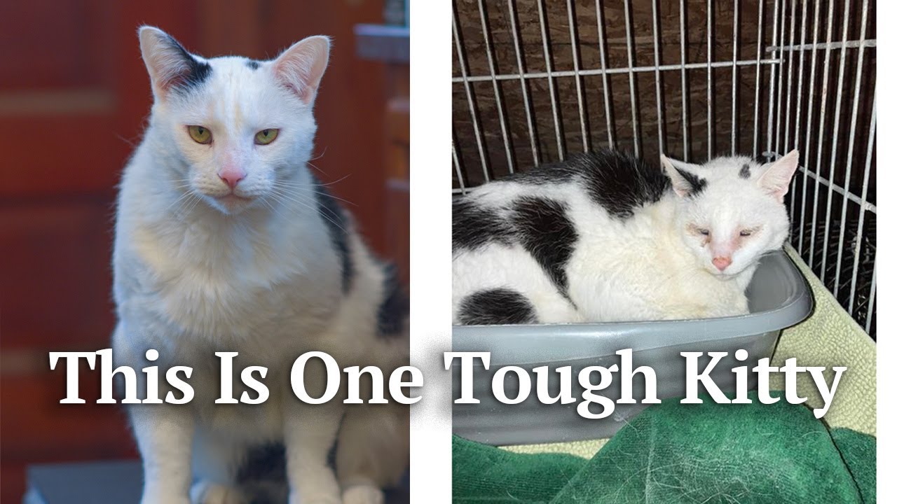 I was reunited with my missing cat after 5 years. The story of Chopper ...