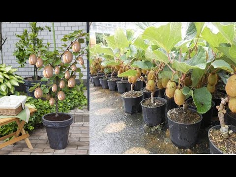 छोटे से गमलों में ढेरों कीवी ।  how to grow kiwi plant