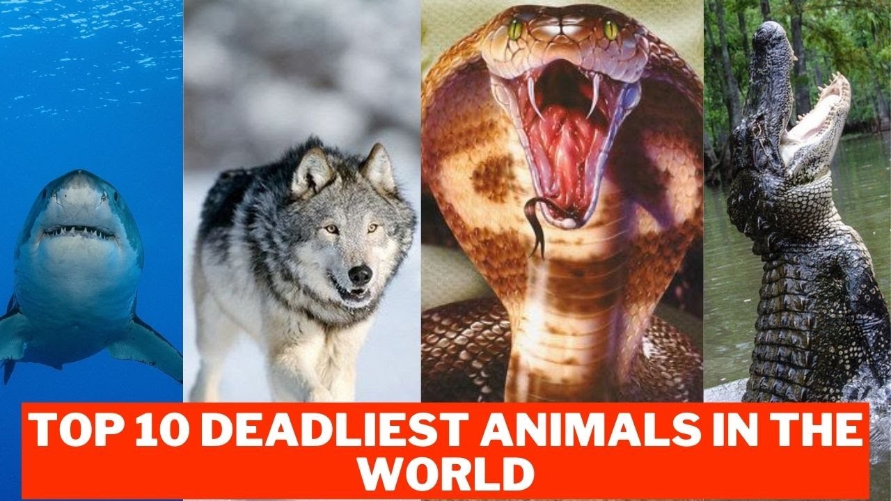 Top 10 Deadliest Animals In The World | TOP 10 HUb - YouTube