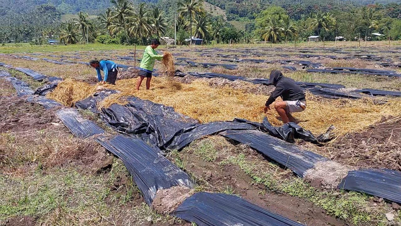 Pagtambak ng Dayami Para Mataas ang Germination Rate sa Pakwan Seeds ...