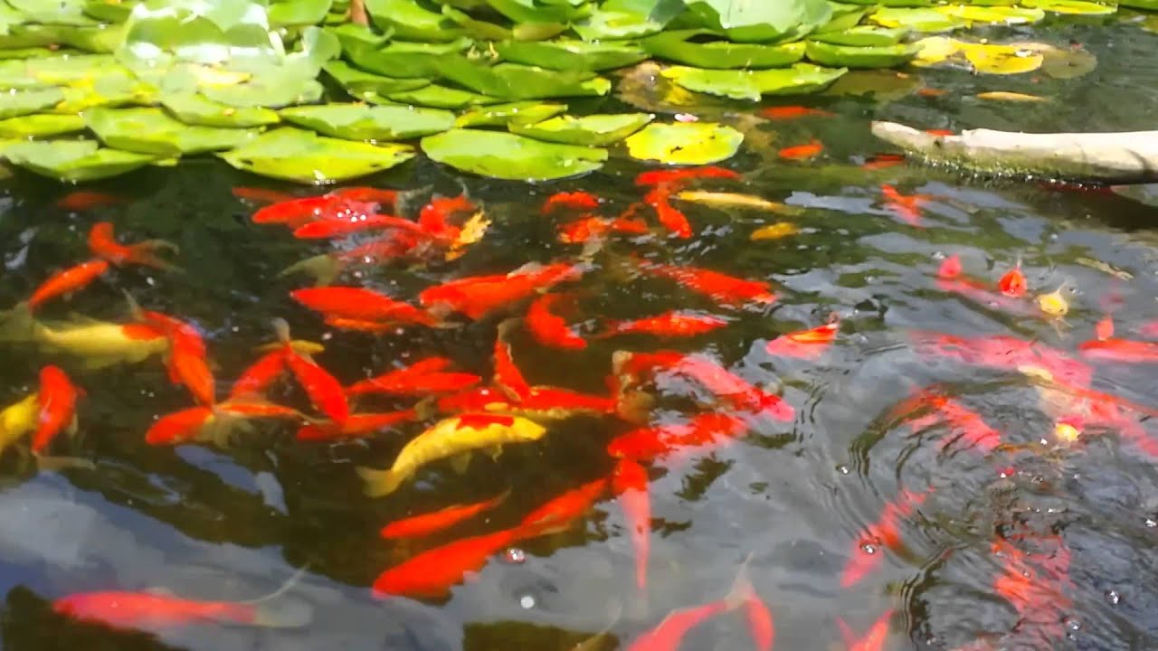 Goldfish swimming in an ecosystem pond. - YouTube