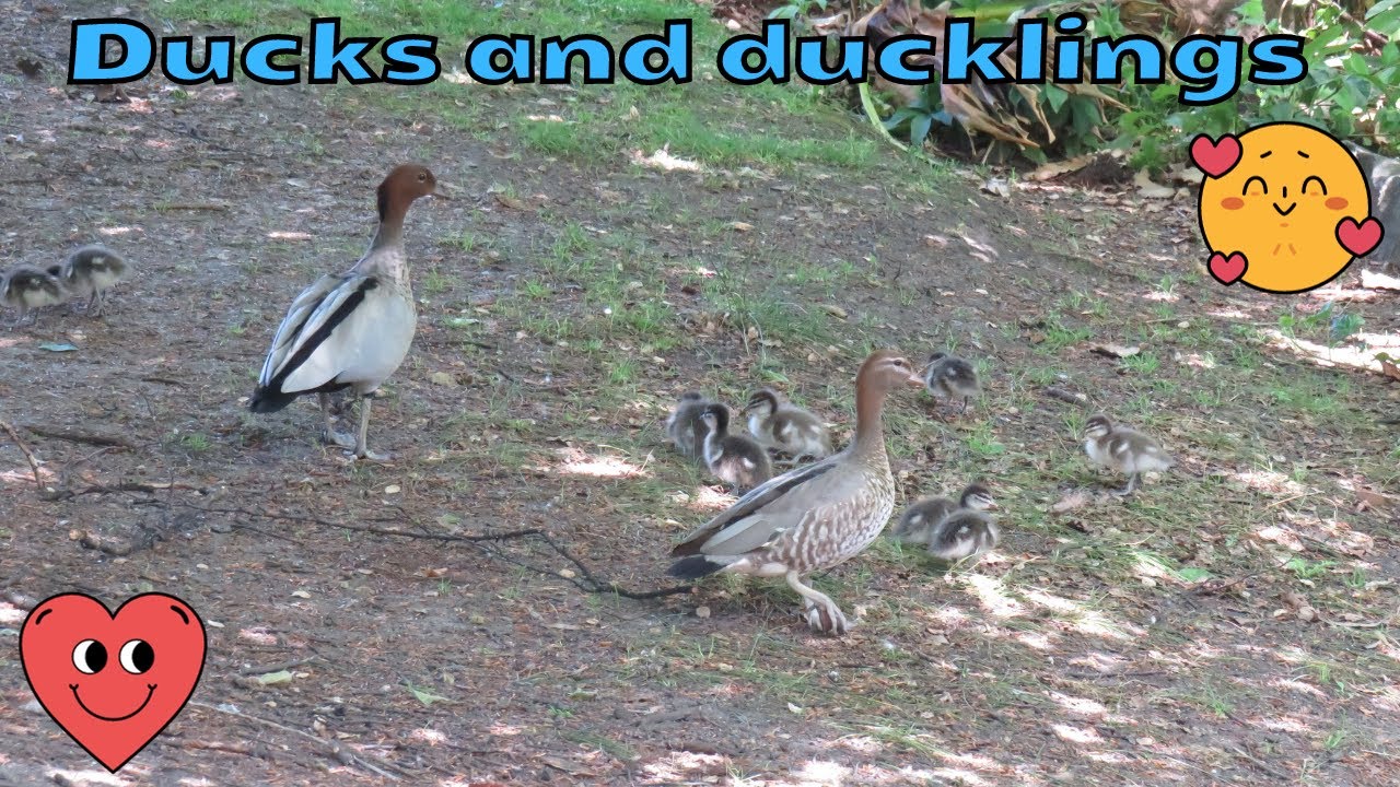 Cute and adorable Australian wood duck ducklings - Cuteness overload in ...
