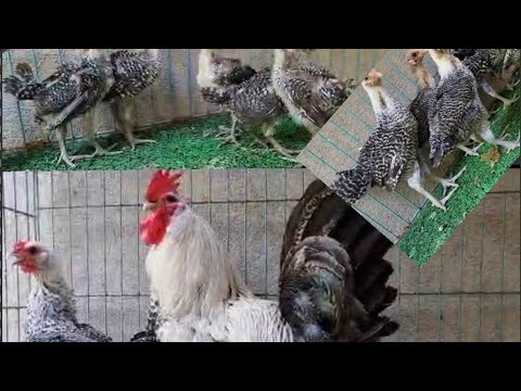 Fayoumi # Fancy Chicken # Egyptian Fayoumi # Exotic Fancy Chicken Farm ...