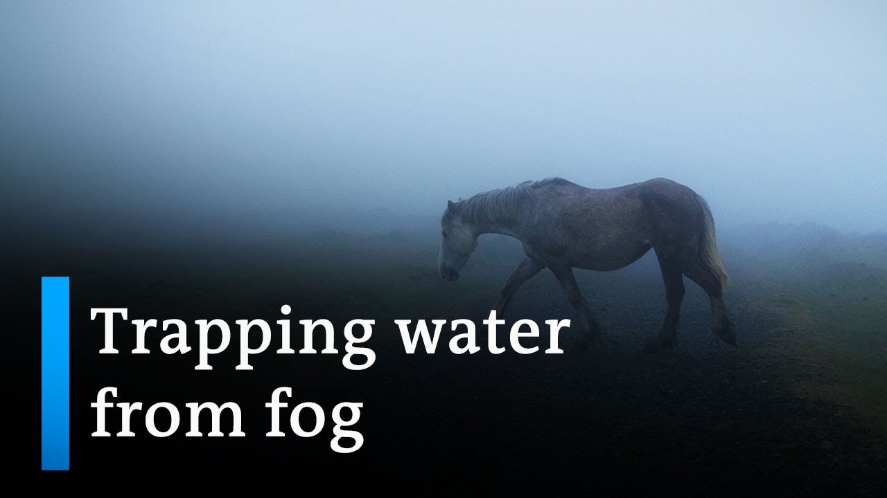Capturing water from fog in Spain | Focus on Europe - YouTube