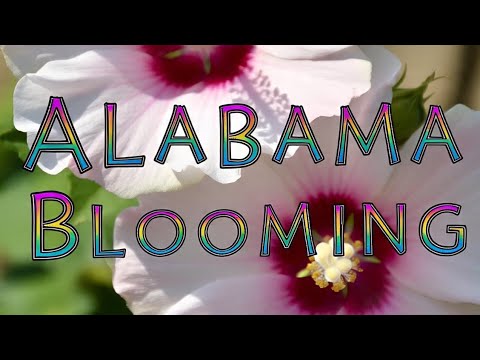 Spring Flowers Blooming in Alabama - YouTube