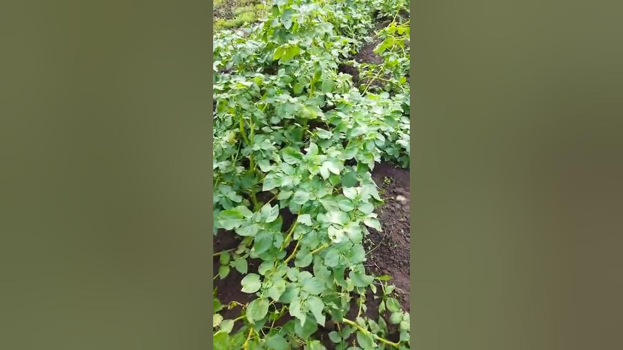 Алуэт, картофель - YouTube