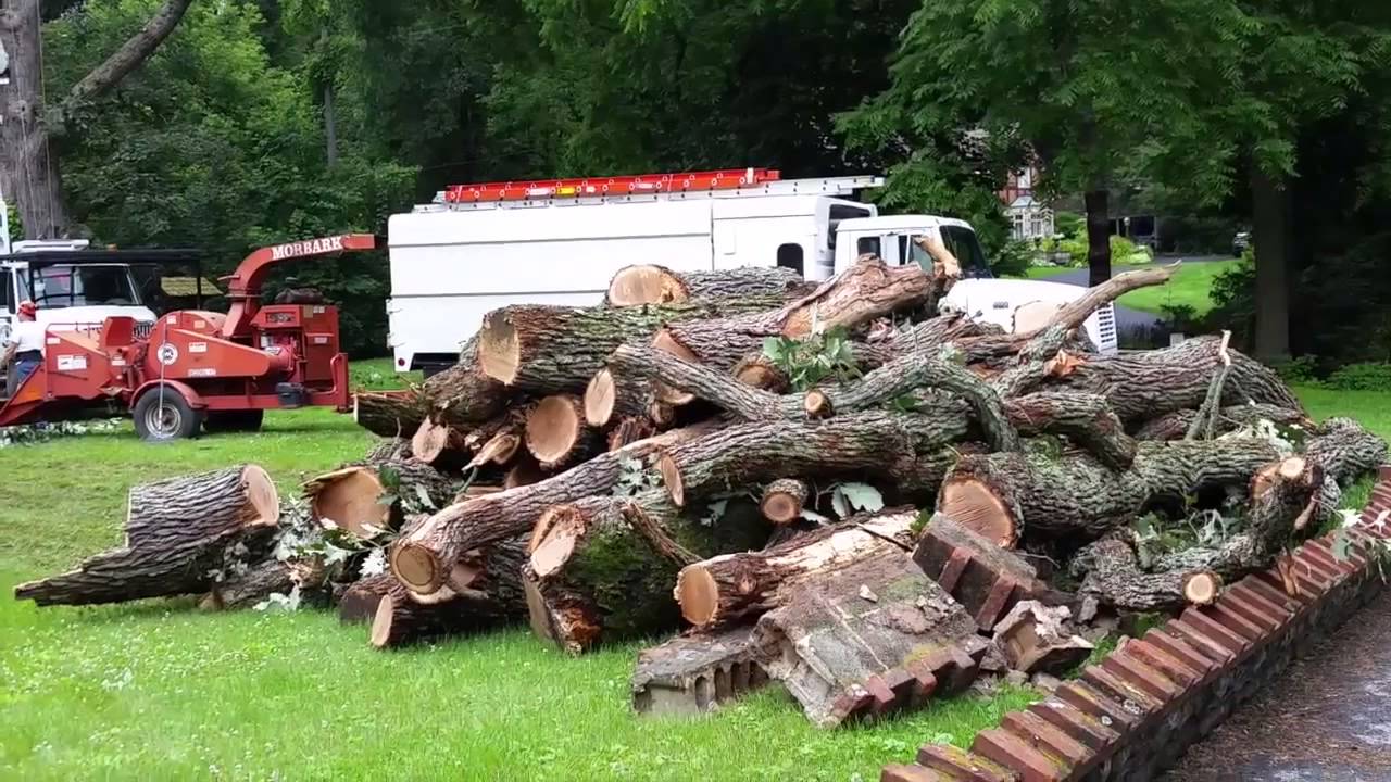 Historic Tree Cut Down - YouTube