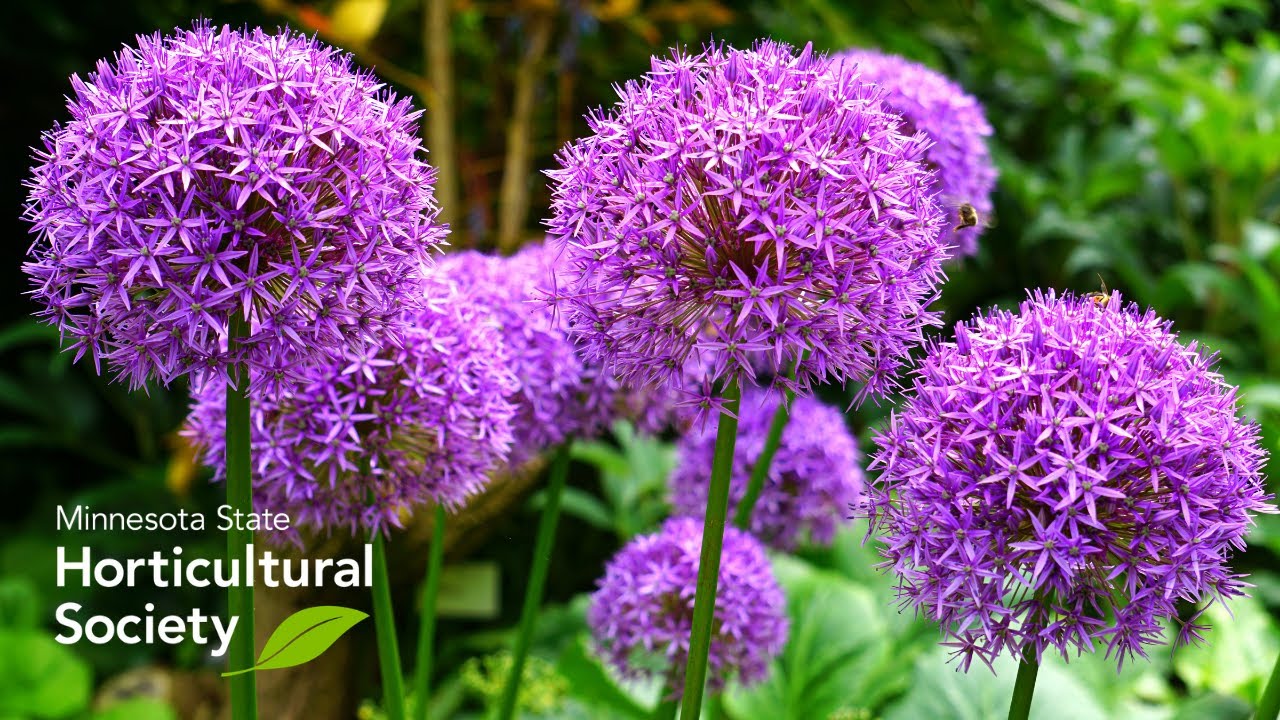 Amazing Allium - YouTube