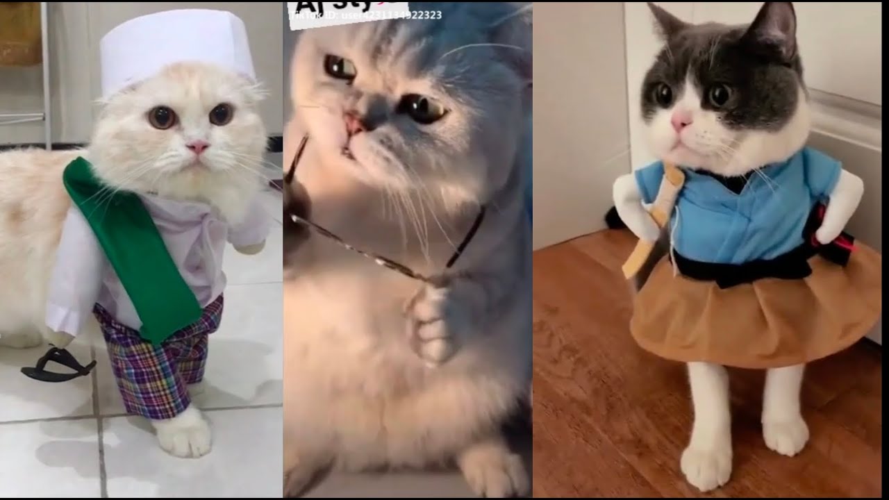 Kumpulan Kucing Lucu Bikin Ngakak, Gemesin, |Tik tok Kucing Paling Lucu ...