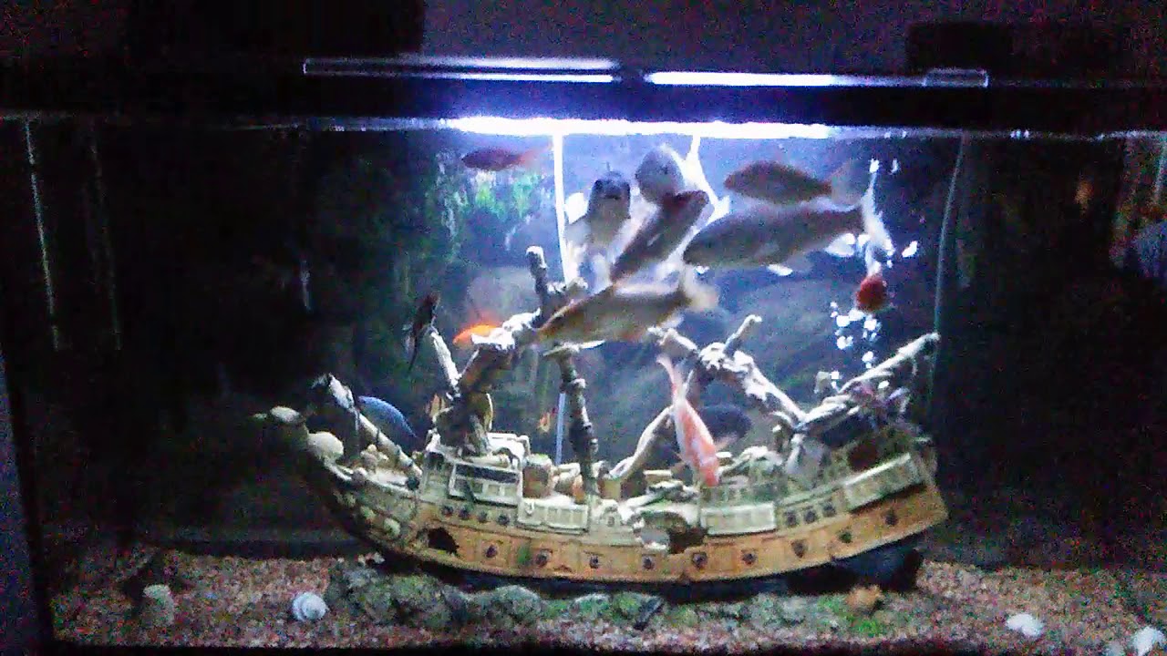 Pecera de 55 galones con koi - YouTube