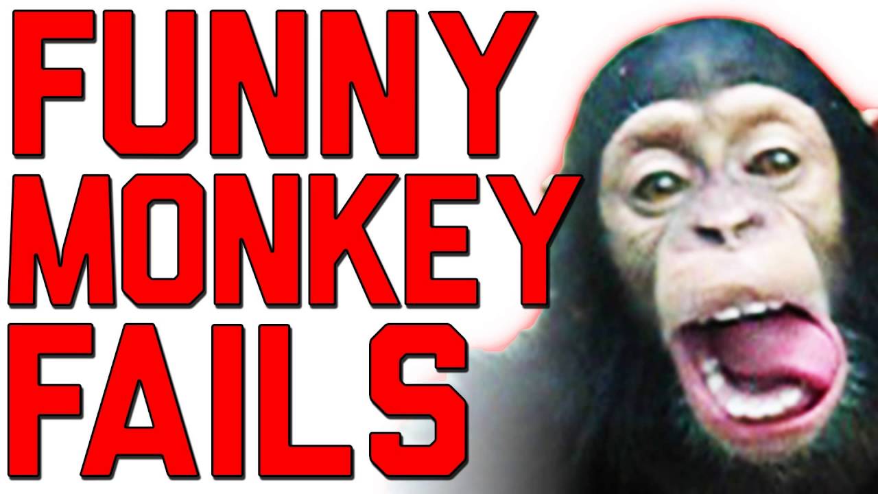 The Ultimate Funny Monkey Compilation || Monkey Fails by FailArmy - YouTube