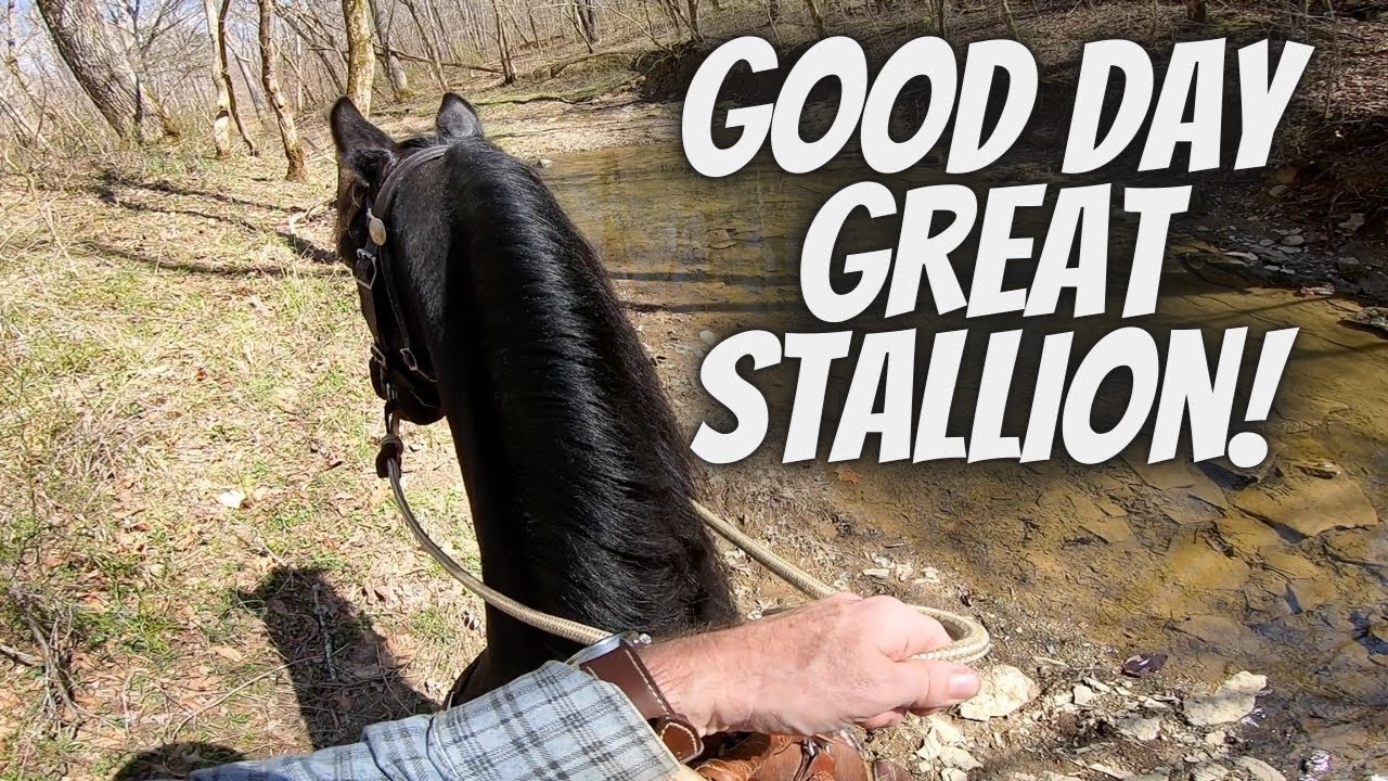 Good Day Great Stallion | Trail Riding And Splashing In The Creek - YouTube