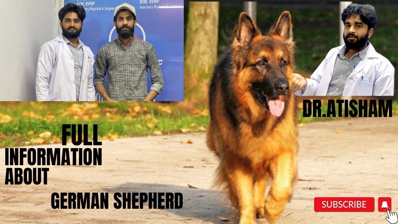 mera dost ka dog!🐶 German Shepherd ka checkup / family pet clinic (G10 ...