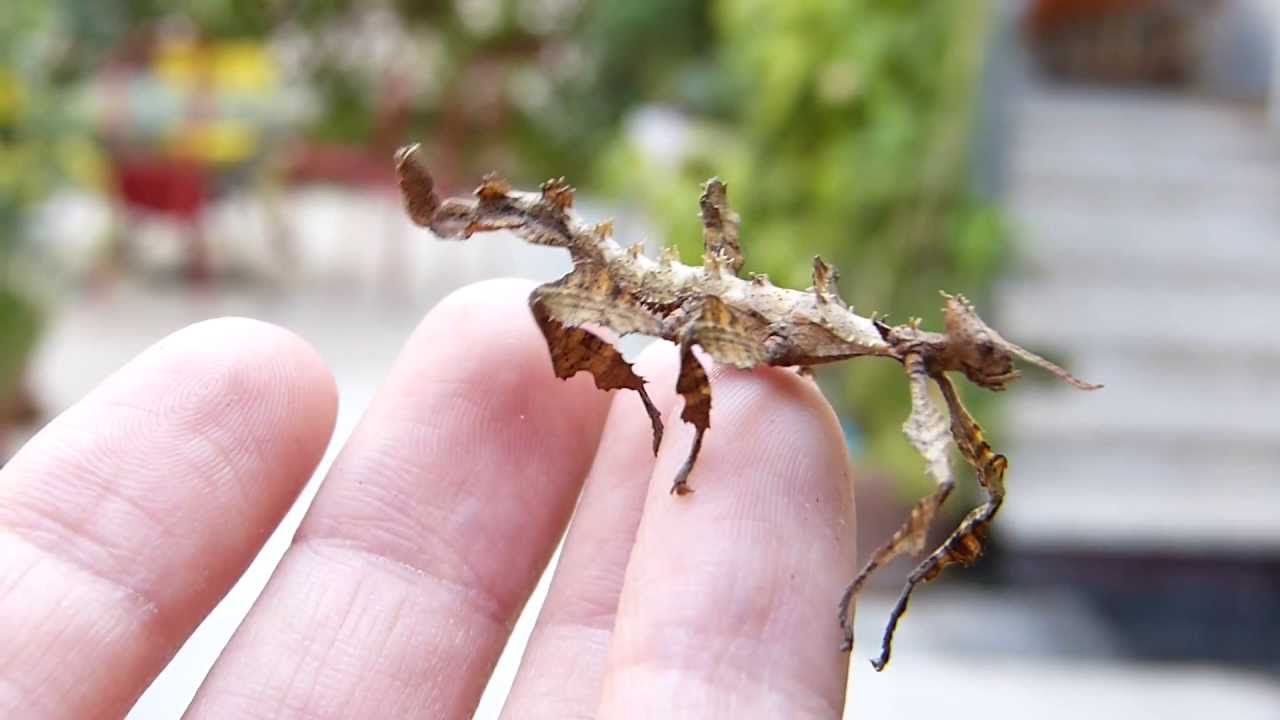 Meraviglioso "Insetto foglia secca" - Wonderful "Spiny Leaf insect ...