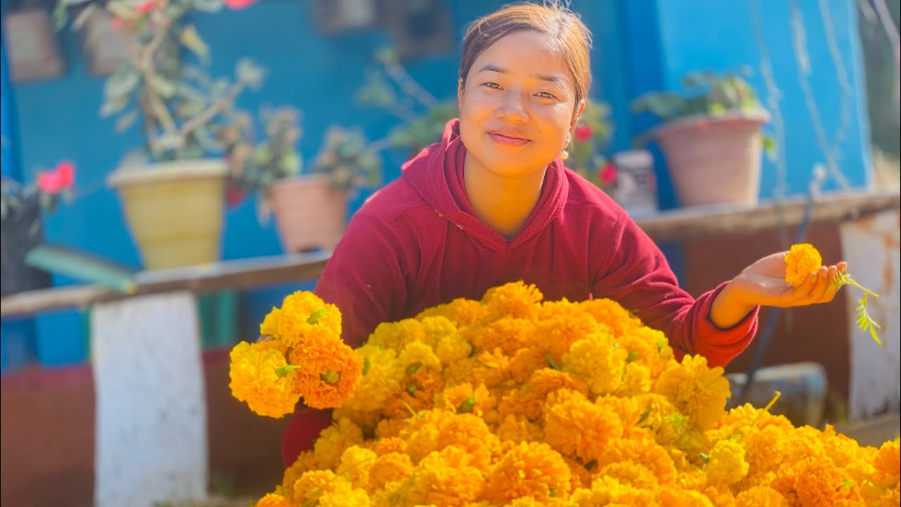 TIHAR KO LAGI FUL TIPISAKIYO HOI SAYAPATRI HAMRO TIHAR YASARI AUEDAI X ...