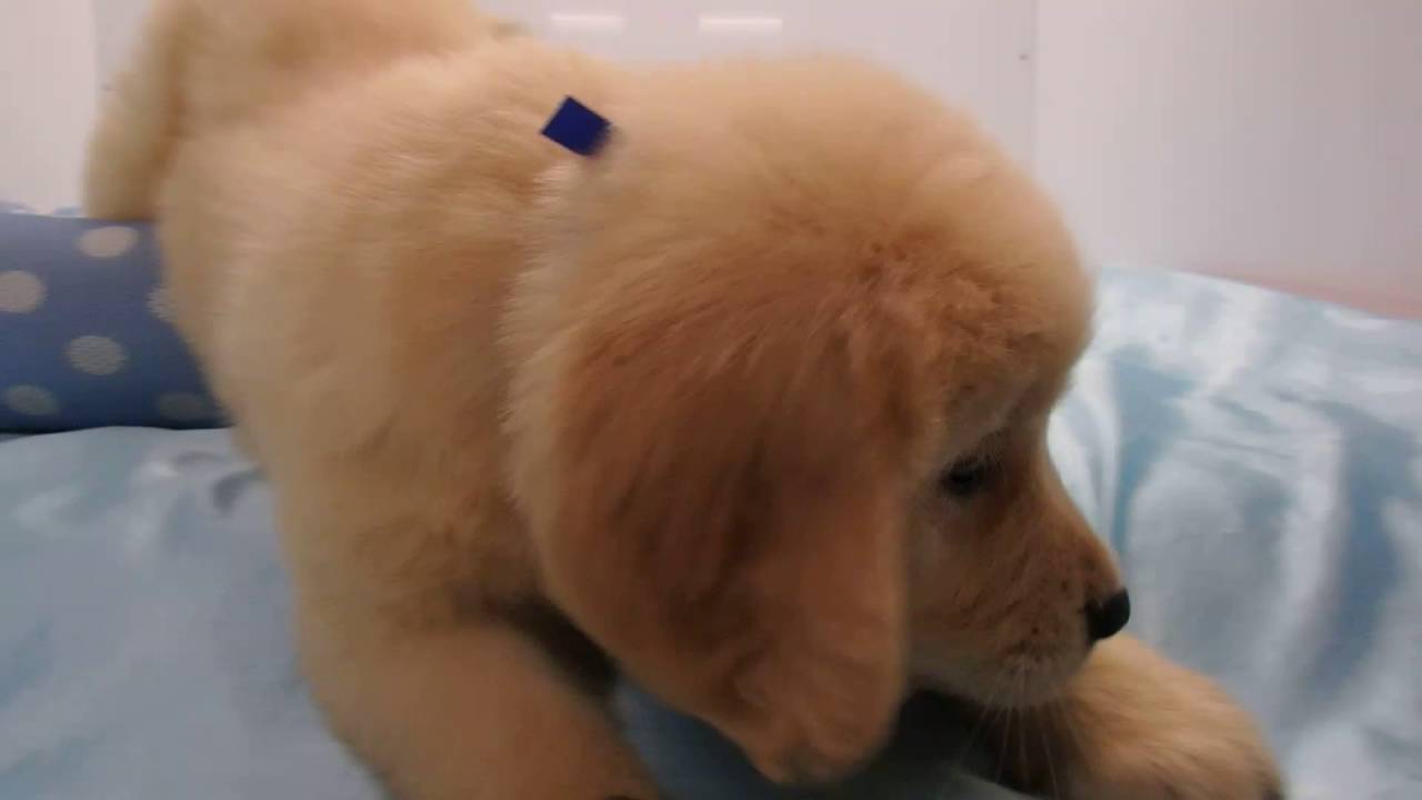 295831 ゴールデン・R - YouTube