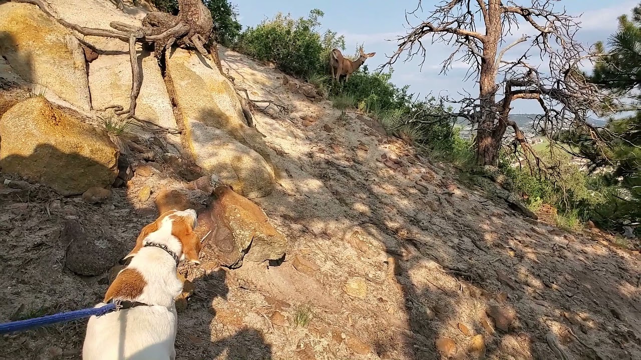 Nonplussed Deer - YouTube